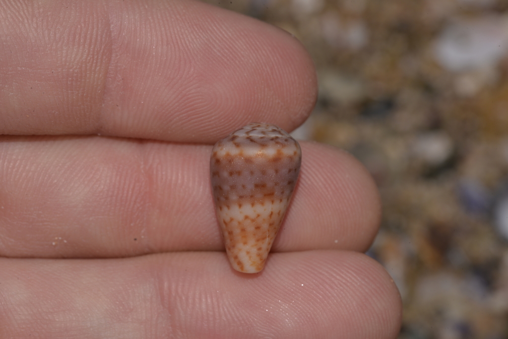 Black-end Cone from Mullaway Headland, NSW 2456, Australia on March 29 ...