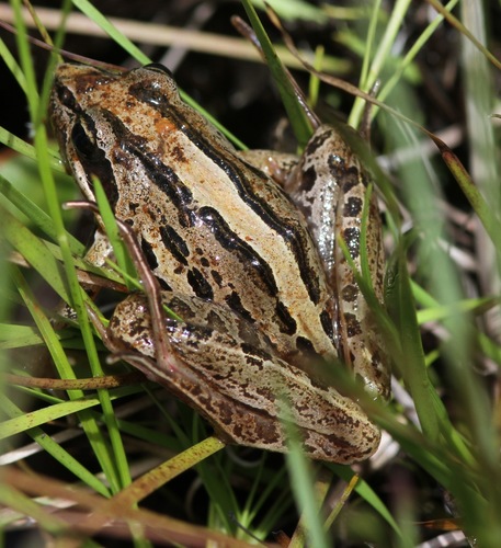 Fulleborn's Stream Frog (Strongylopus fuelleborni) · iNaturalist