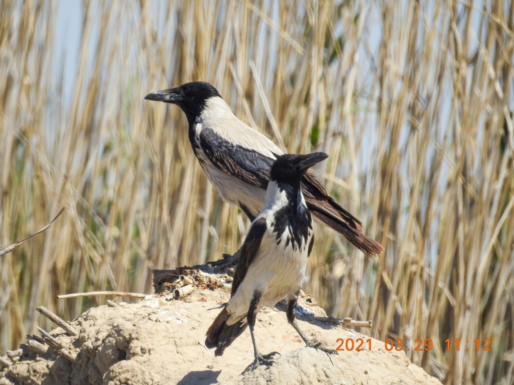 Mesopotamian Crow (Corvus cornix capellanus) - Avian Discovery