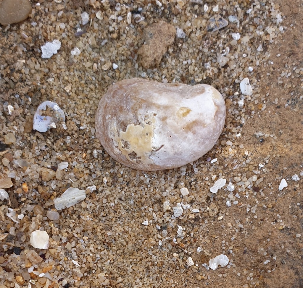 Bostrycapulus pritzkeri from Sydney NSW, Australia on March 29, 2021 at ...