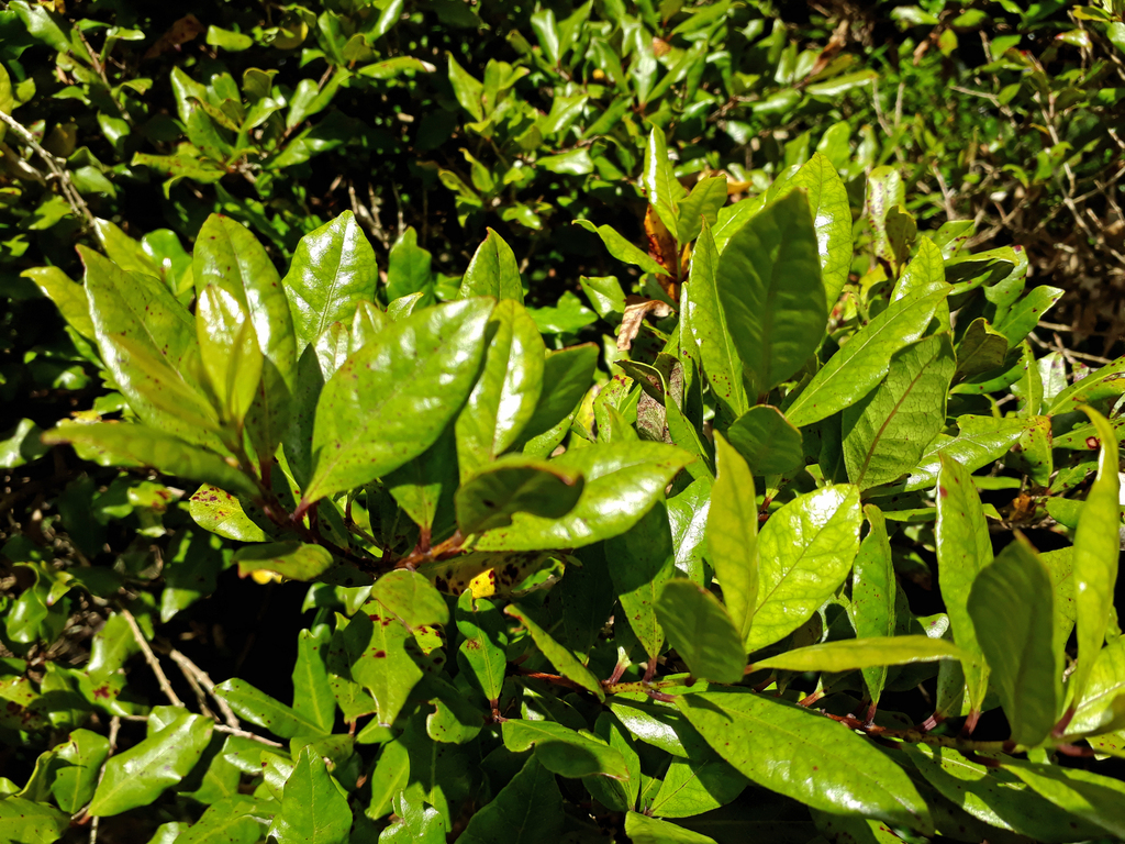Swamp maire from Kaimai-Mamaku Forest Park, Mt Te Aroha, Tui Mine Road ...