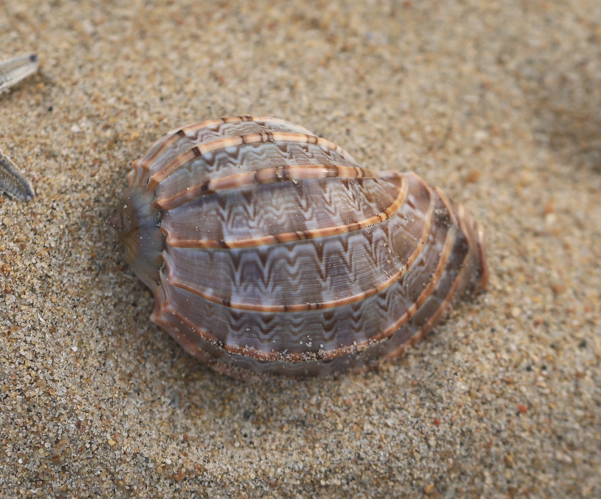 Harpa davidis Röding, 1798