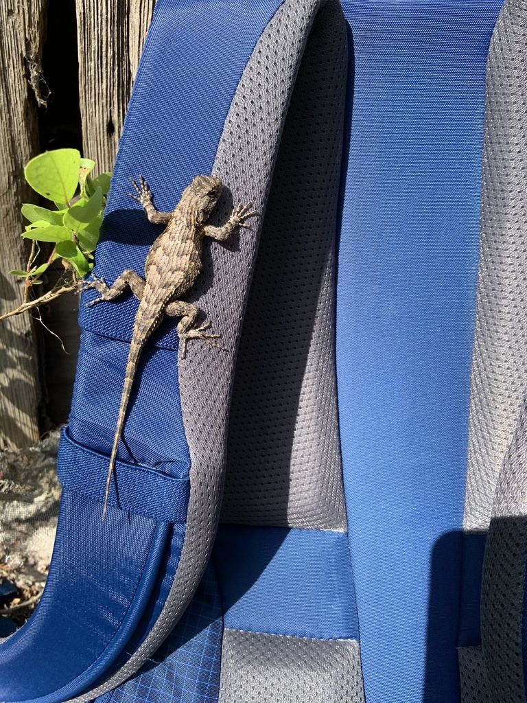 Eastern Fence Lizard in March 2021 by jimsib · iNaturalist