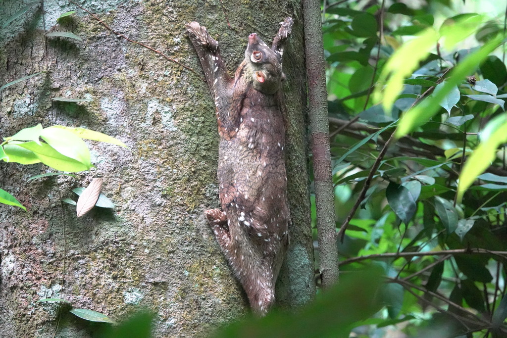 Sunda Colugo (Galeopterus variegatus) - Know Your Mammals