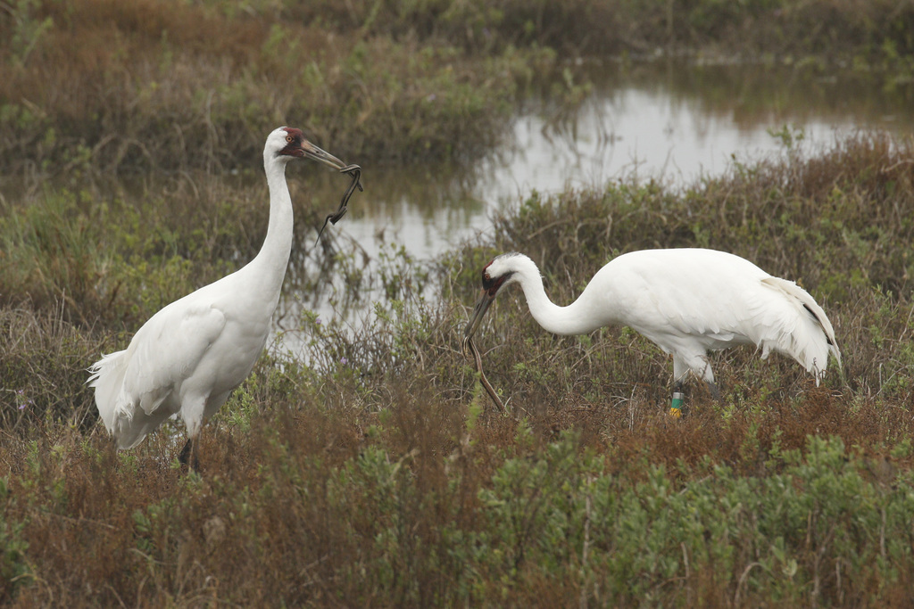 Whooping Crane in November 2017 by Donna Pomeroy. mated pair with one ...