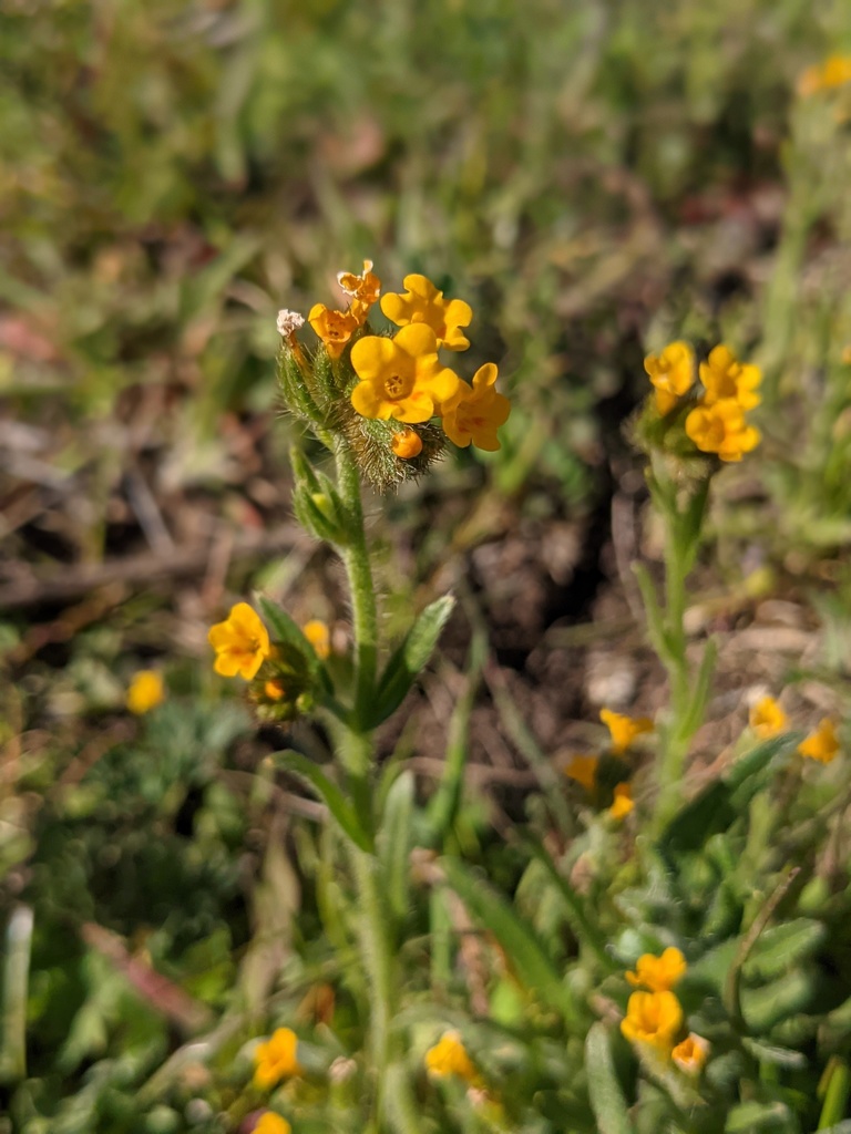 Common fiddleneck (New Year, New Growth at Arastradero Preserve ...