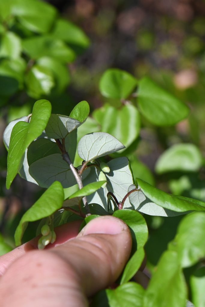 Texas Snowbells (Styrax platanifolius texanus) - Botanical Realm