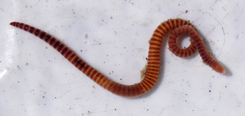 Lumbriculus Variegatus Habitat