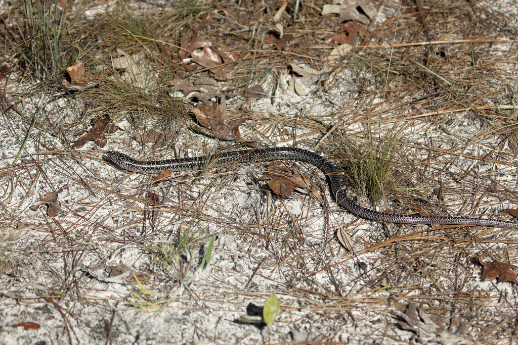 Eastern Slender Glass Lizard from Gilchrist County, FL, USA on March 29 ...