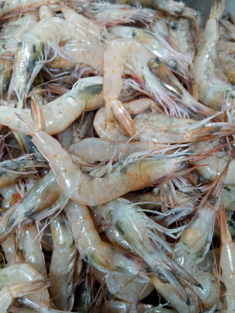 Deep-water rose shrimp from Algérie on March 29, 2021 at 02:37 PM by ...