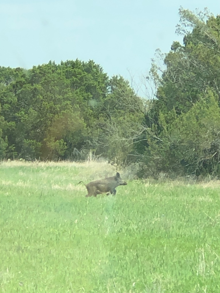 Wild Boar from Rainbow, TX, US on March 27, 2021 at 03:01 PM by ...