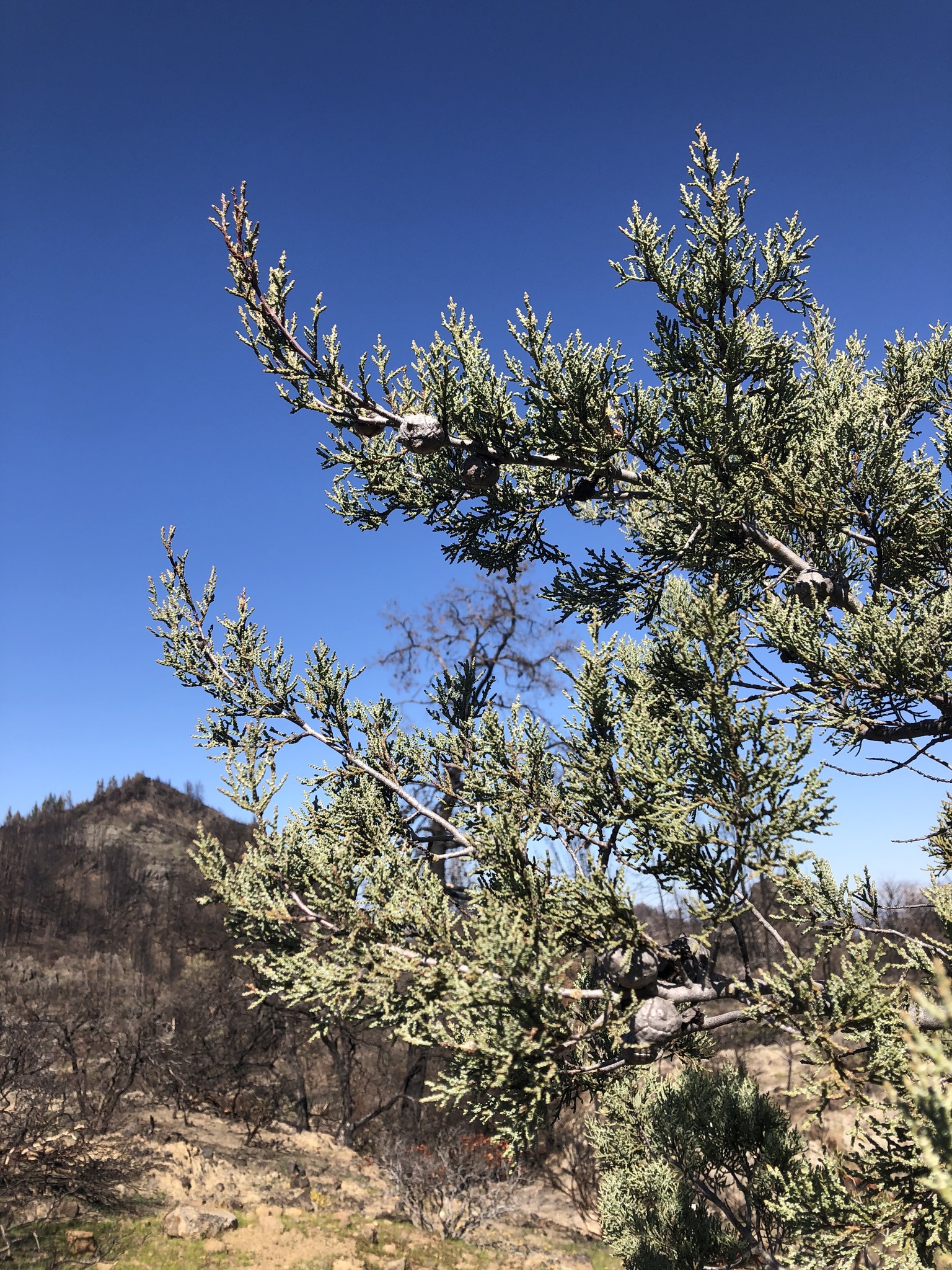 Cupressus macnabiana A.Murray bis