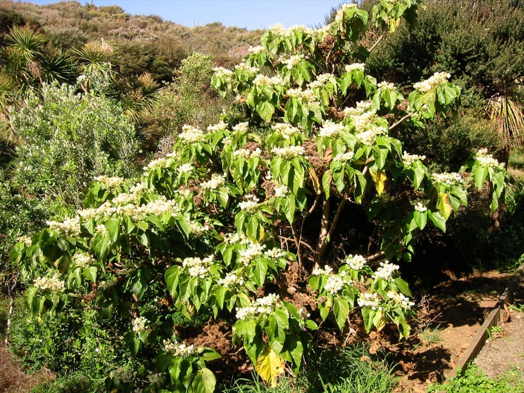 Whau (Entelea arborescens) - Botanical Realm