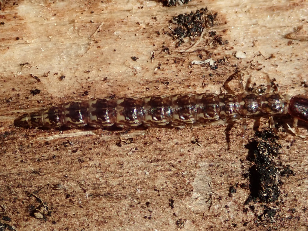 Raphidiid Snakeflies from Zelenogradsky, Moscow City, Russia on March ...