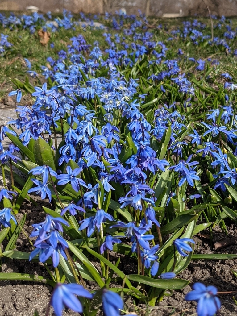 Siberian squill from Uptown, Chicago, IL, USA on March 22, 2021 at 10: ...