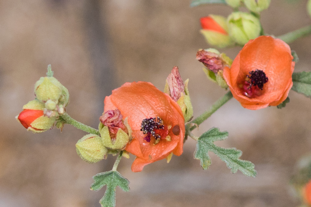 caliche globemallow (Sphaeralcea laxa) - Botanical Realm