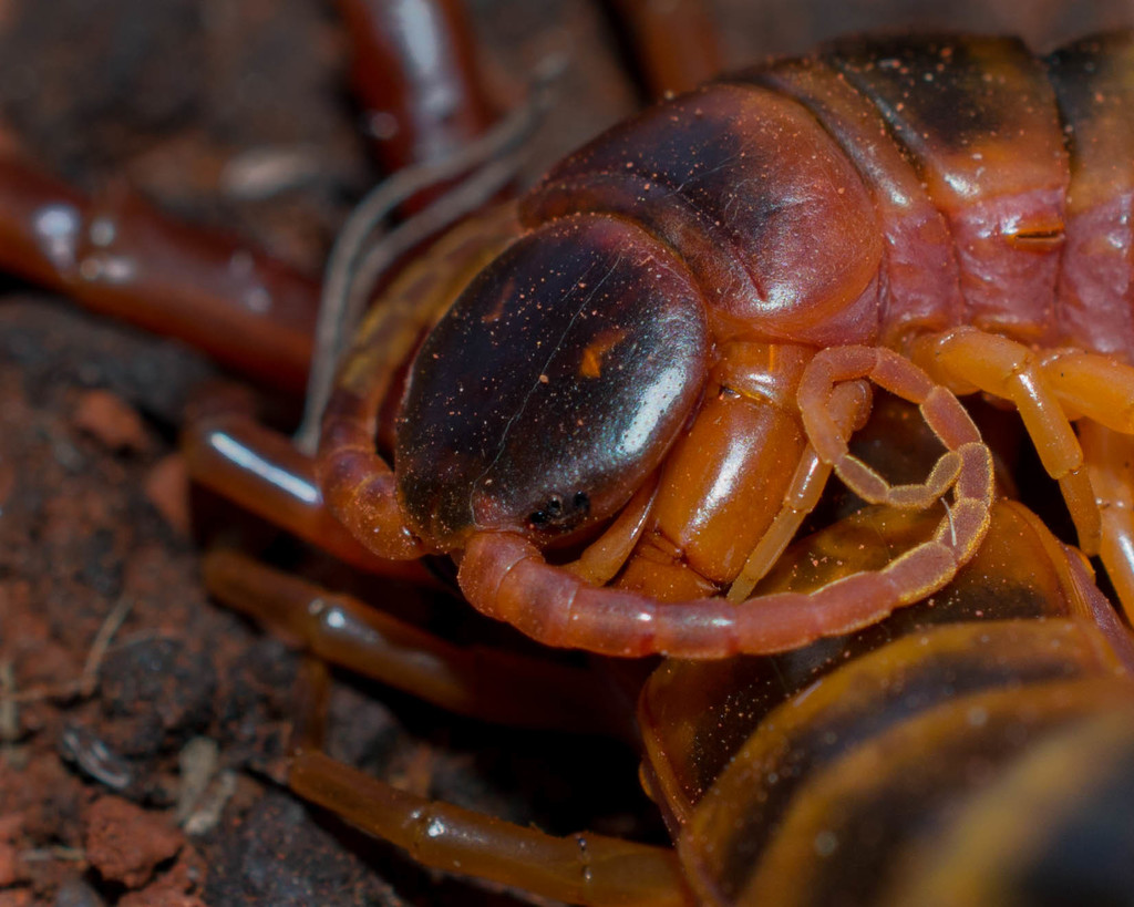 Amazonian Tricolor Centipede from Santa Bárbara - MG, Brasil on ...