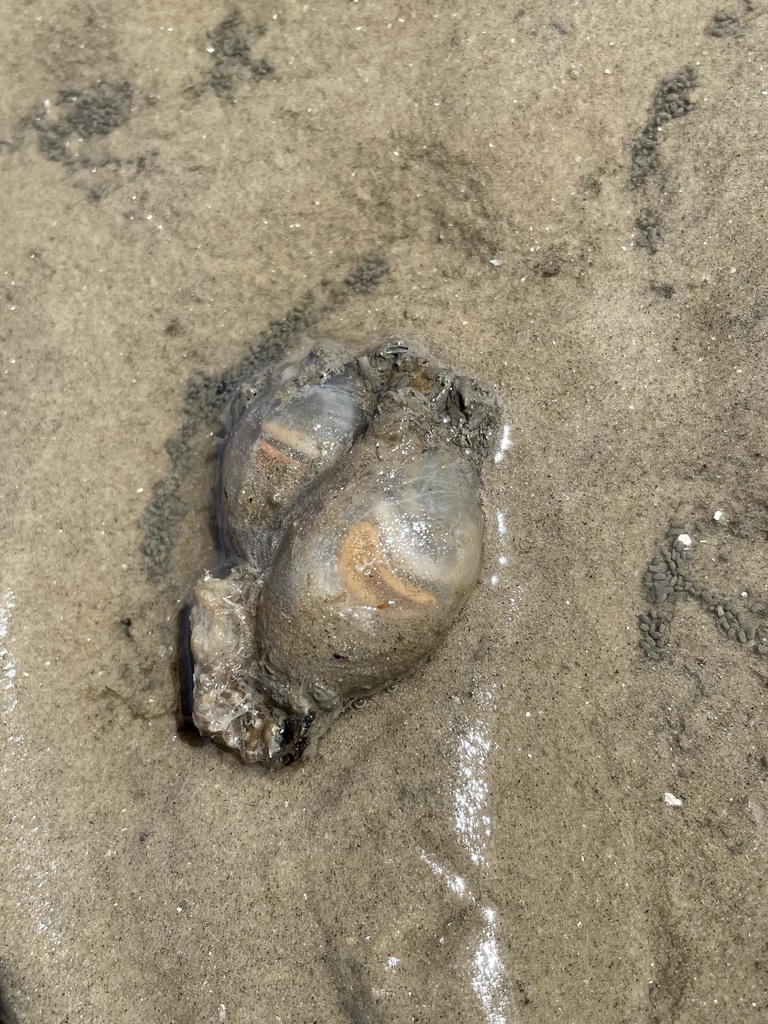 Animals from Saint Helena island, Saint Helena Island, SC, US on March ...