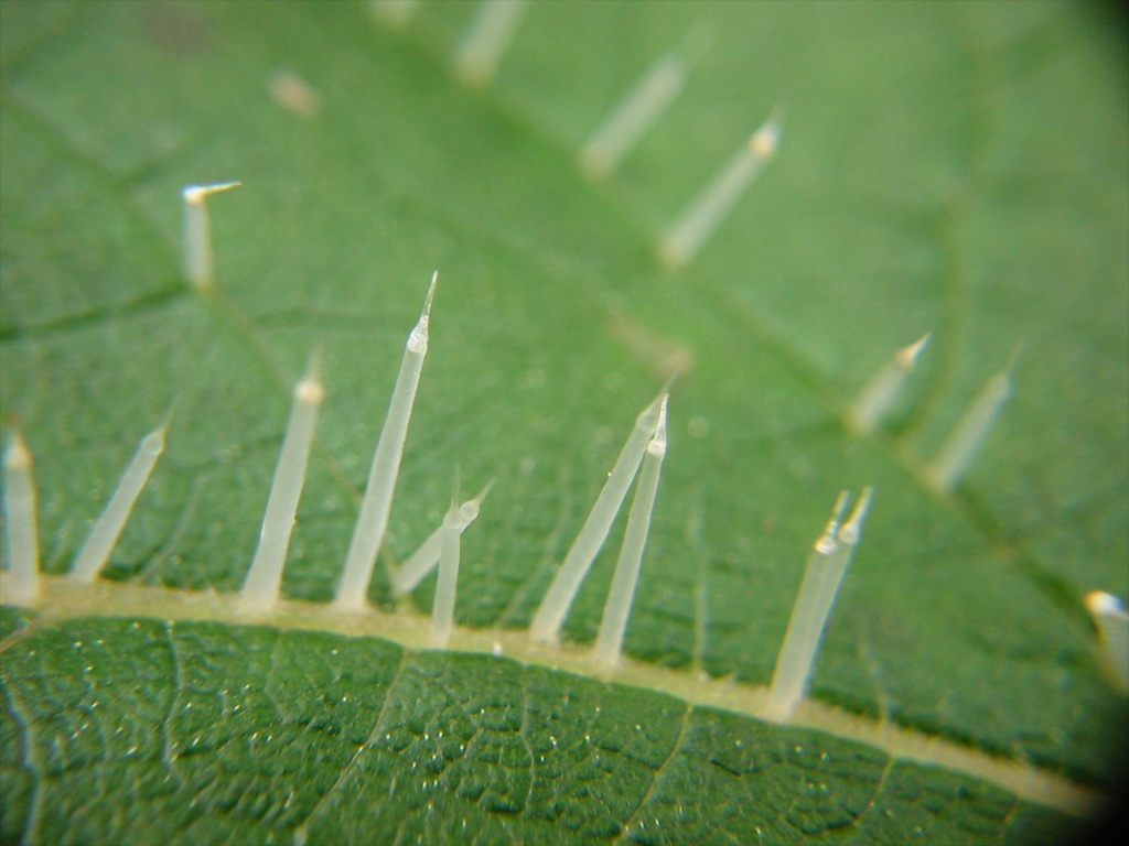 Tree Nettle from Akaroa, Canterbury, New Zealand on August 12, 2002 at ...