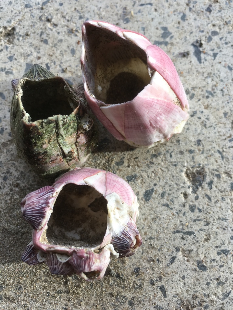 Pink Barnacle from Kennedy Bay, Waikato, NZ on March 30, 2021 at 08:50 ...