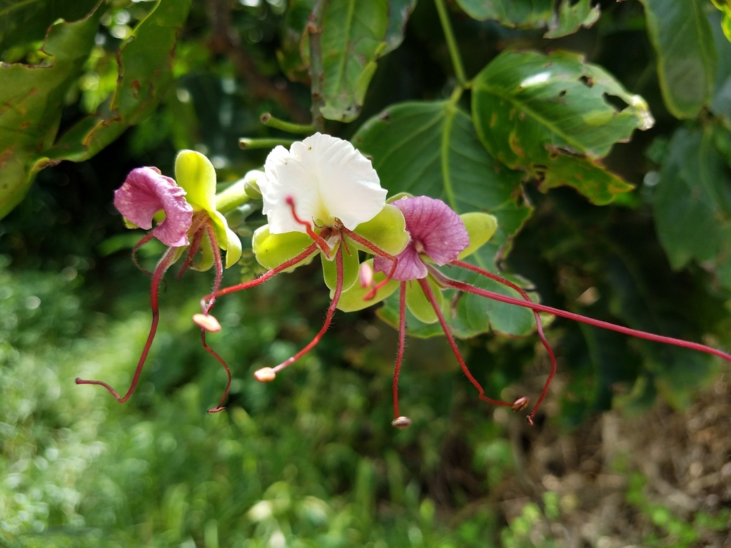 (Detarioideae) - Botanical Realm