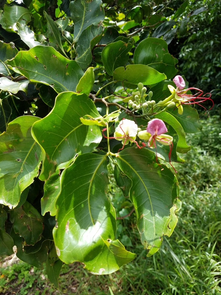 Ipil (Intsia bijuga) - Botanical Realm