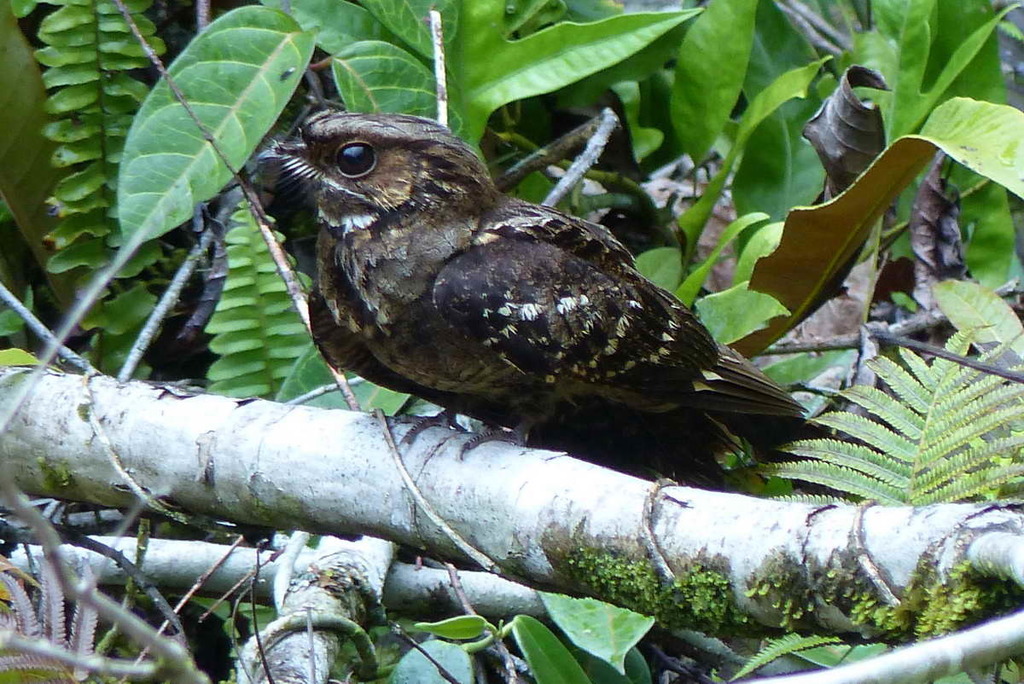 Australasian Large-tailed Nightjar (Caprimulgus macrurus schlegelii ...