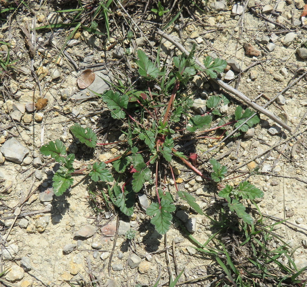 Texas stork's bill from Georgetown, TX, USA on March 29, 2021 at 12:46 ...