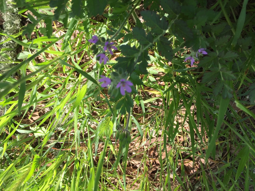 musk stork's-bill from Coyote Lake Harvey Bear Ranch County Park, San ...