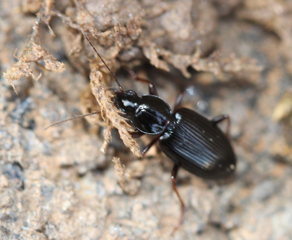Agonum punctiforme from North Bethesda, MD, USA on March 13, 2021 at 05 ...