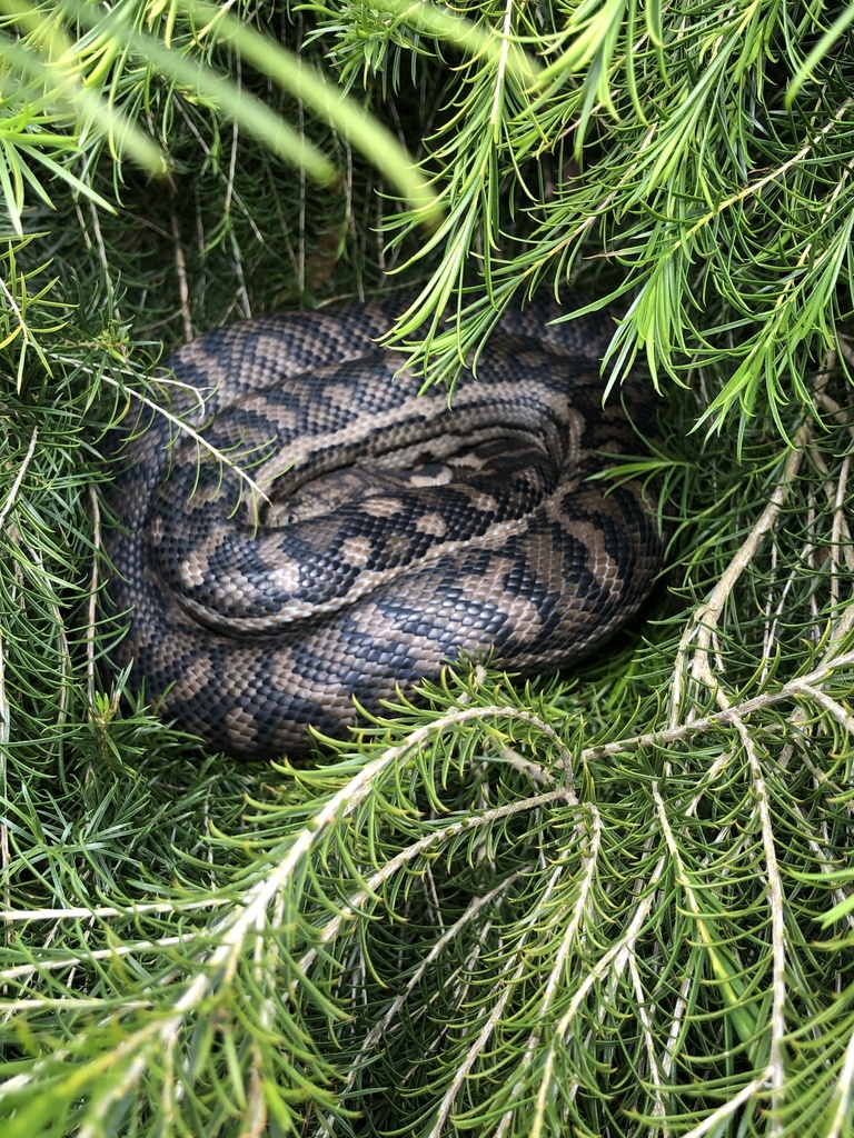 Southwestern Carpet Python in October 2020 by dryandra726. Same snake ...