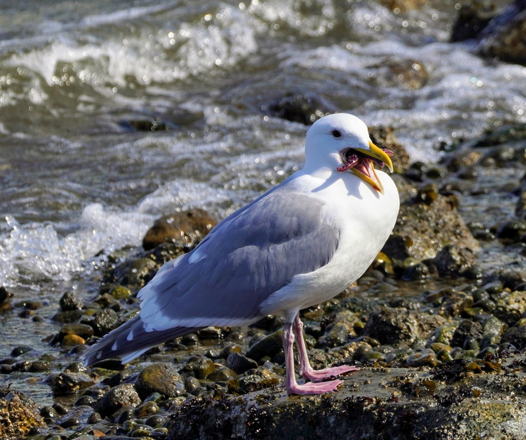 Olympic Gull from East Vancouver, Vancouver, BC, Canada on March 29 ...
