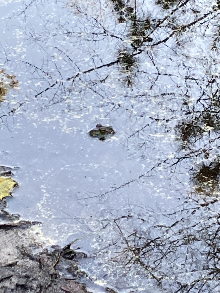 Green Frog from Evergreen, NC, US on March 29, 2021 at 06:49 PM by ...