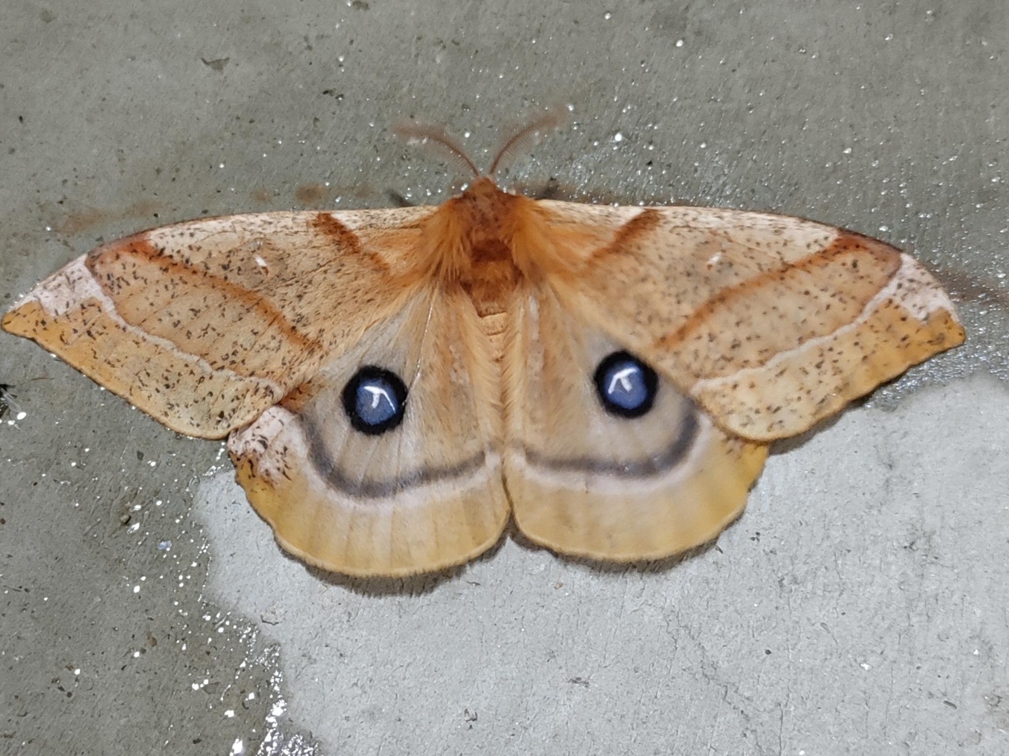 Aglia homora Jordan, 1911