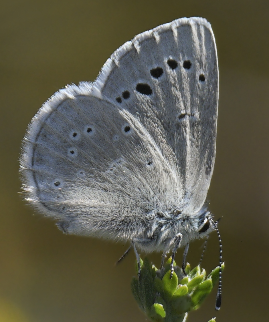 Glaucopsyche lygdamus palosverdesensis Perkins & Emmel, 1977