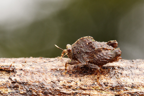 Metrodora arcuatus · iNaturalist