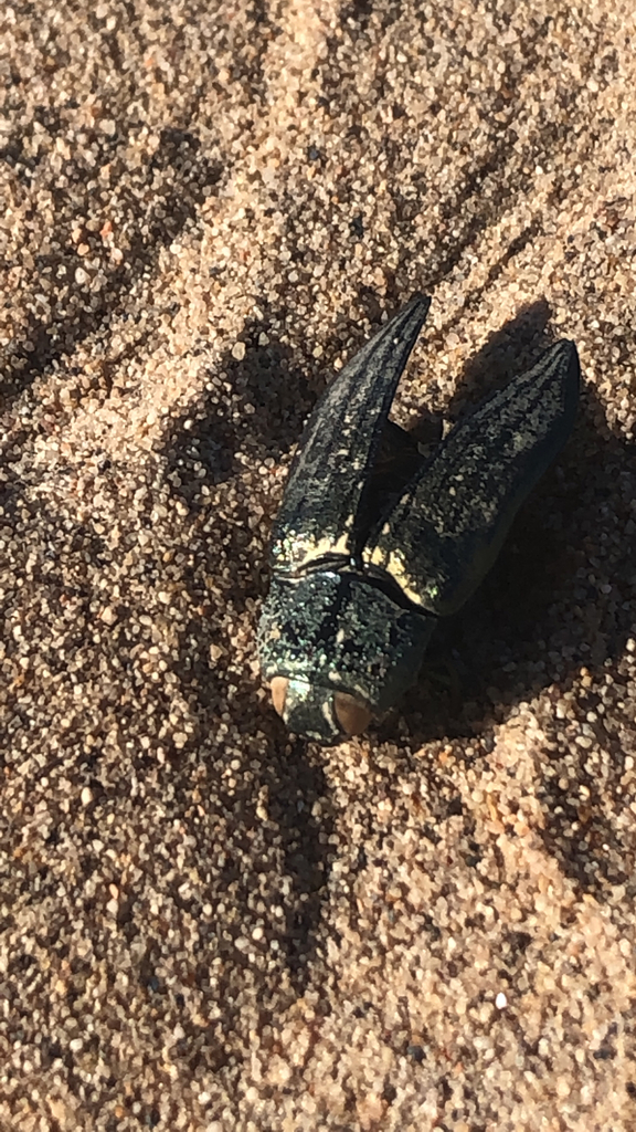 Jewel Beetles from Death Valley National Park, Inyo County, US-CA, US ...