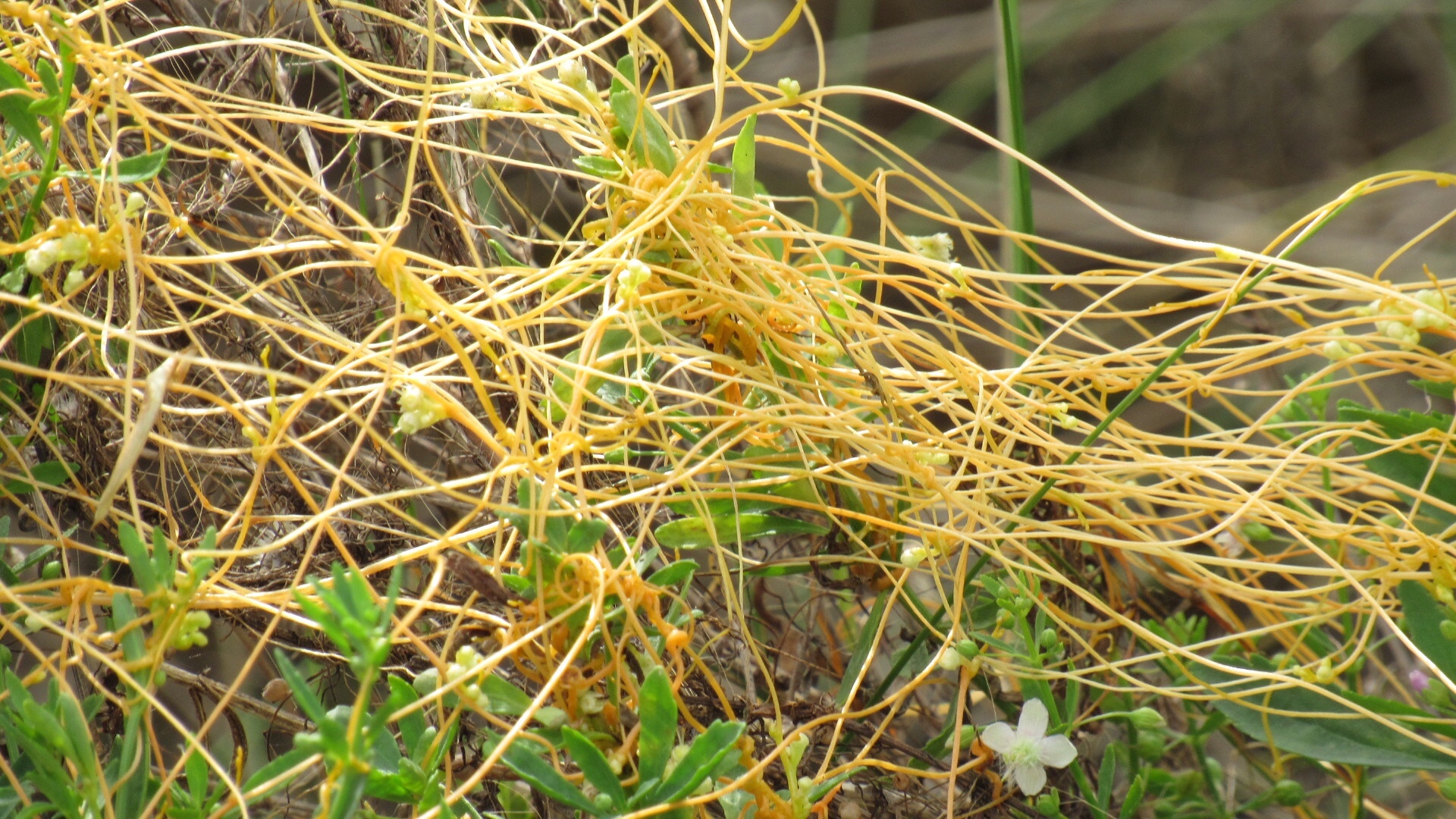 Cuscuta pentagona Engelm.
