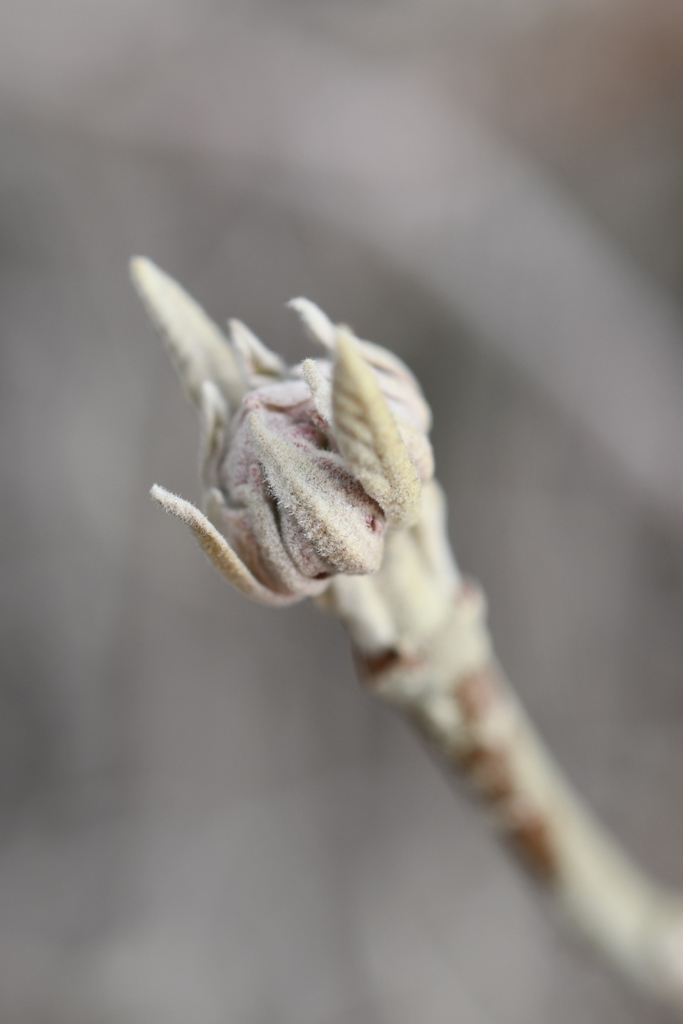 Wayfaring-tree from Heavy Equipment Building, Kawartha Lakes, ON K9V ...
