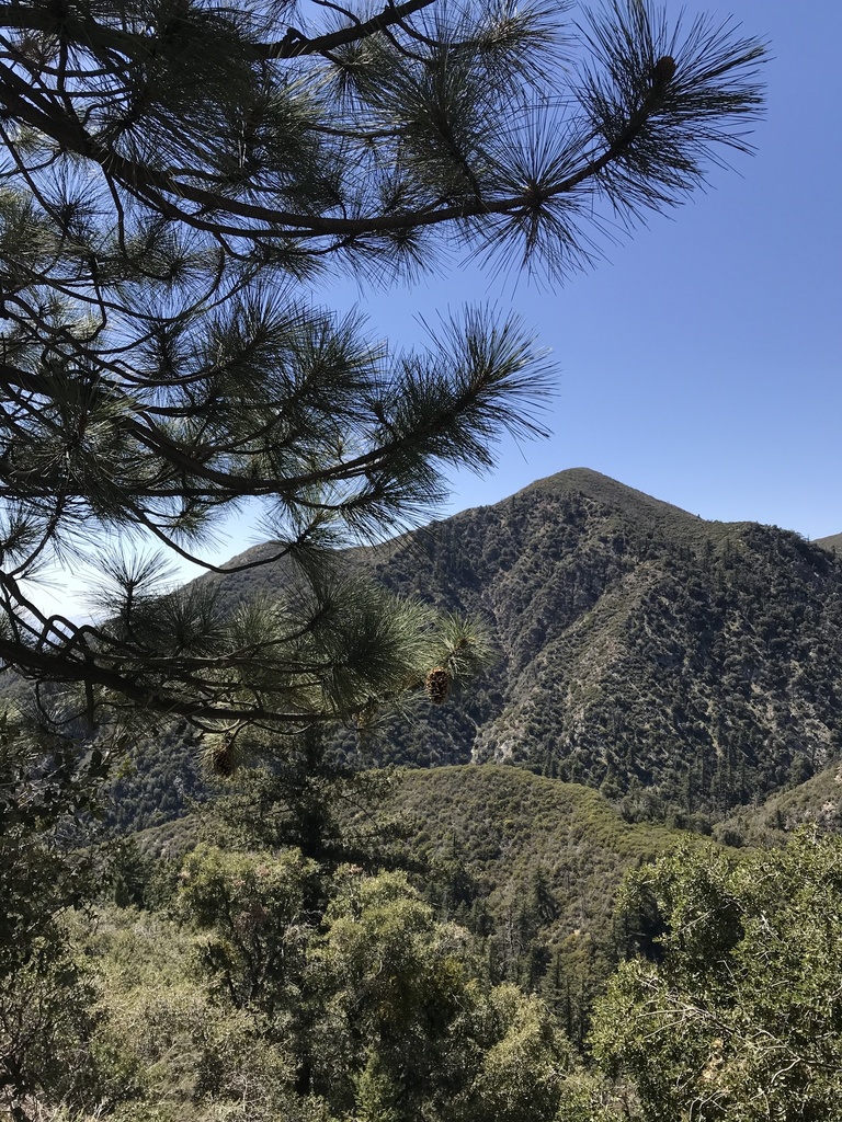 Coulter pine from San Bernardino National Forest, Mentone, CA, US on ...