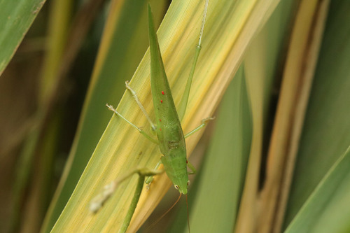 Neoconocephalus brunneri · iNaturalist