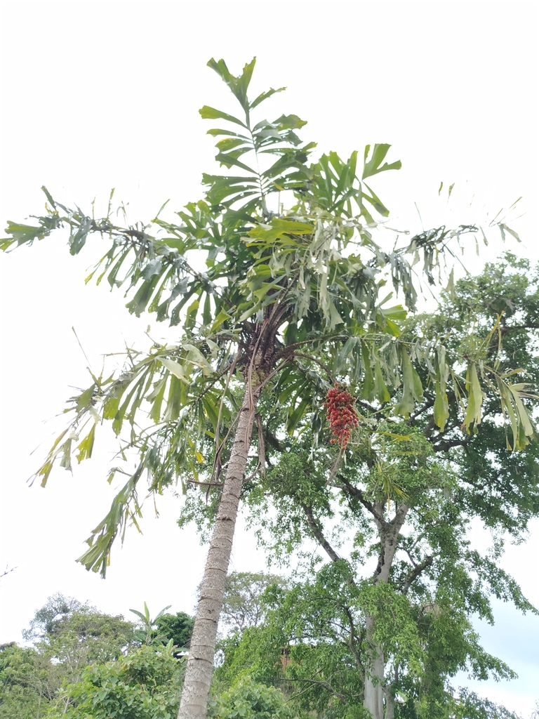 Mararay desde Perrera, Moniquirá, Boyacá, Colombia el 28 de marzo de ...