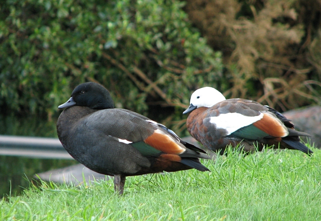 Paradise Shelduck (Birds at Tiritiri Matangi ) · iNaturalist