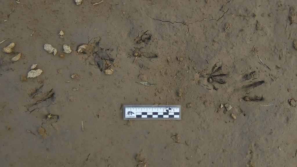 Coypu from La Capital, Santa Fe, Argentina on March 27, 2021 at 05:59 ...