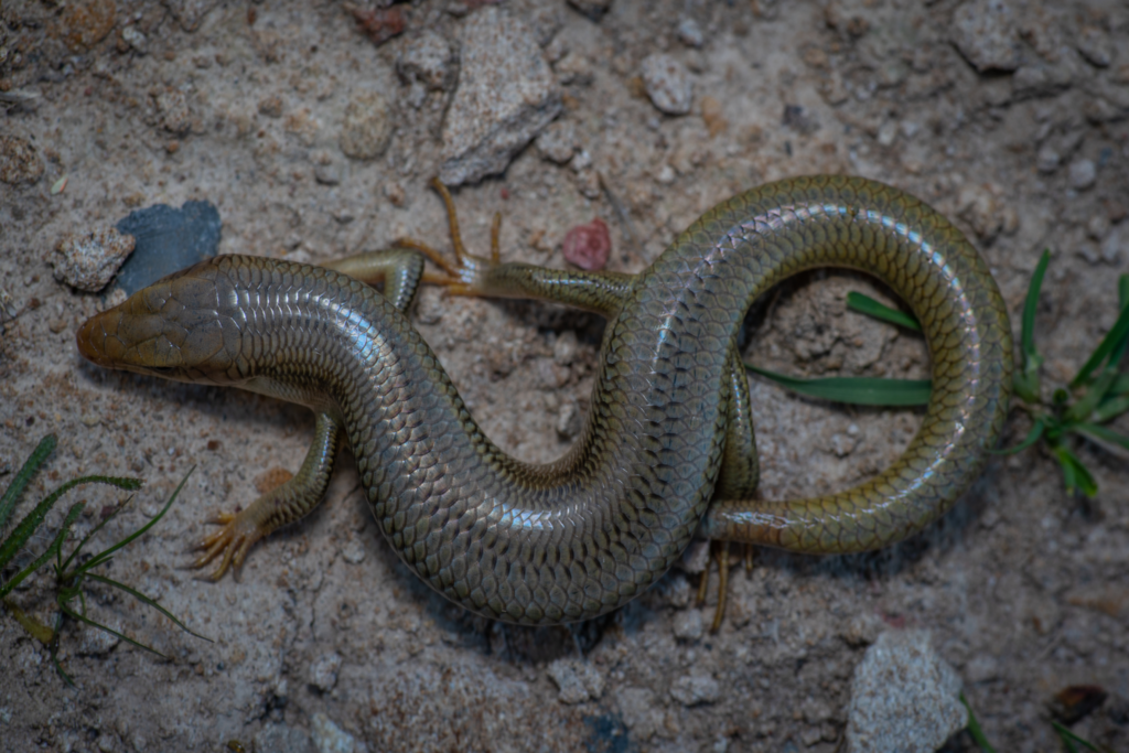 Gilbert's Skink in March 2021 by Adam Aslam · iNaturalist