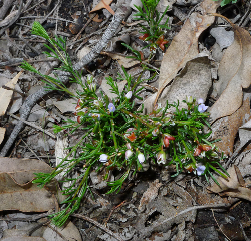 Subspecies Cyanothamnus ramosus ramosus · iNaturalist