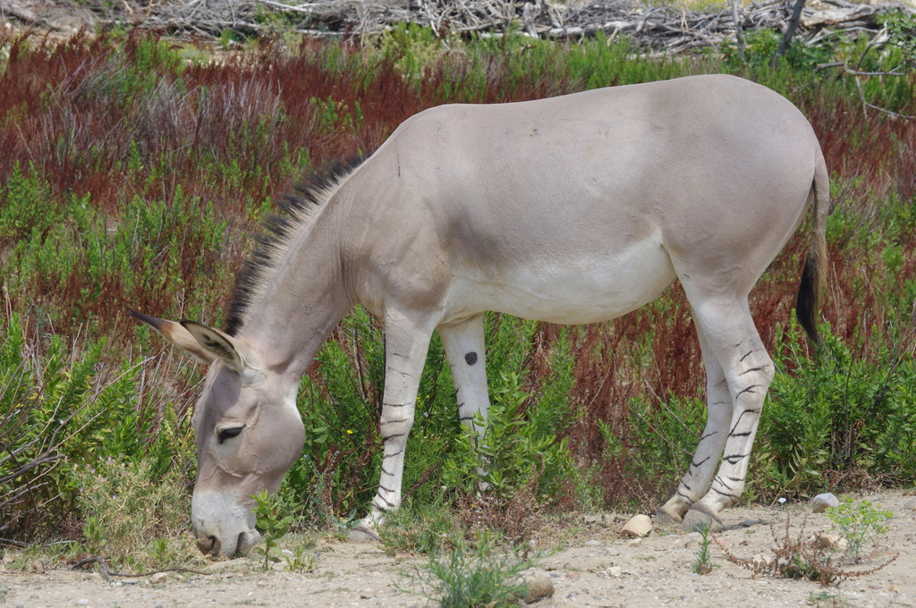 Equines (Equus) - Know Your Mammals