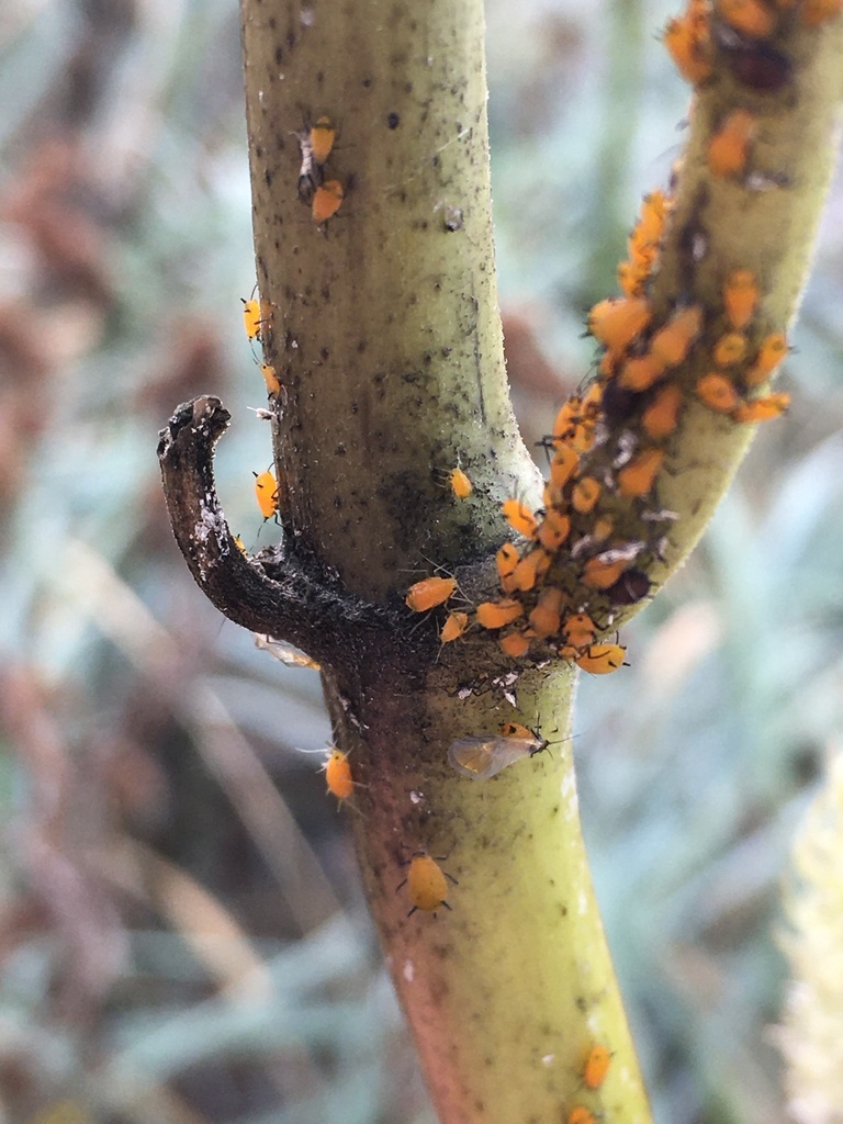Oleander Aphid from Erie, PA, US on October 24, 2020 at 04:01 PM by ...