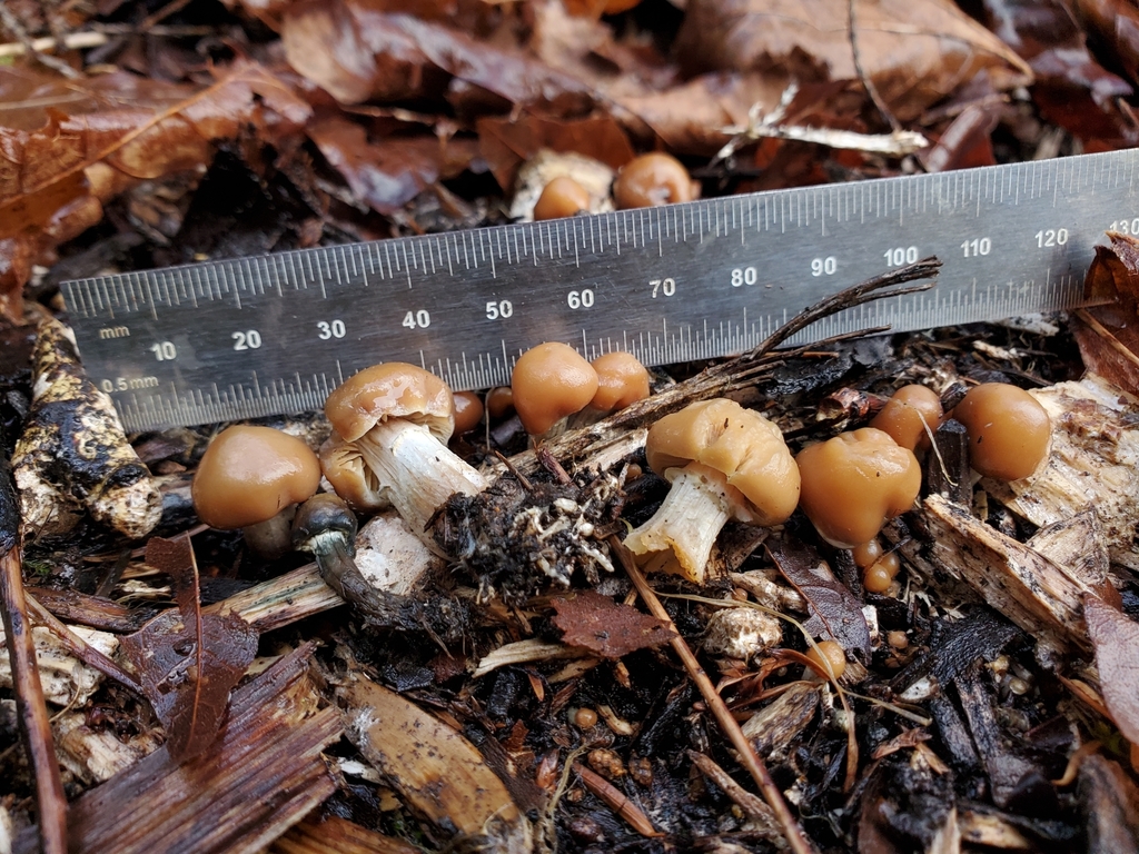 Psychedelic Ovoid Mushroom in March 2021 by stellar_viscera · iNaturalist