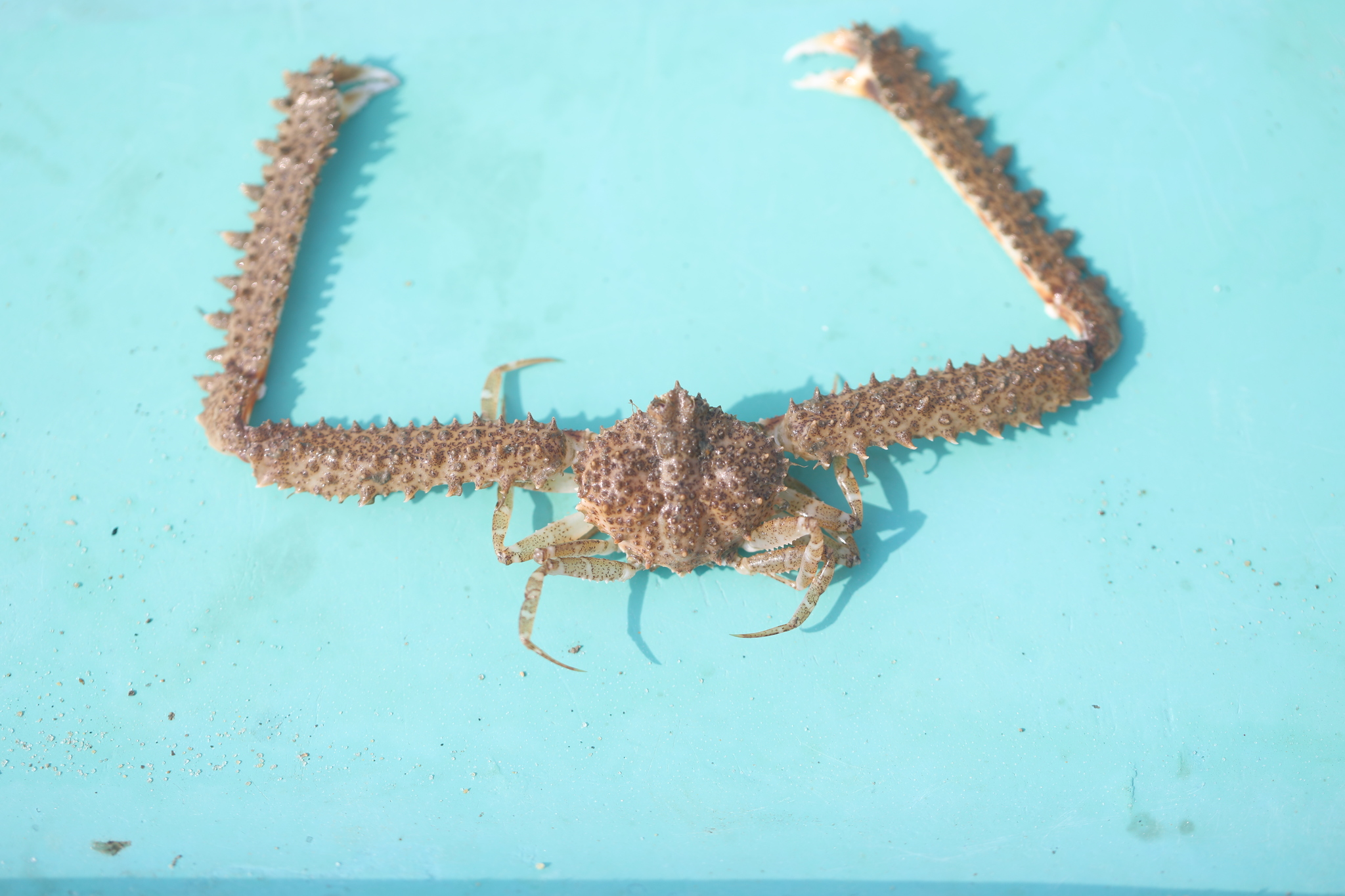 Parthenope Weber, 1795